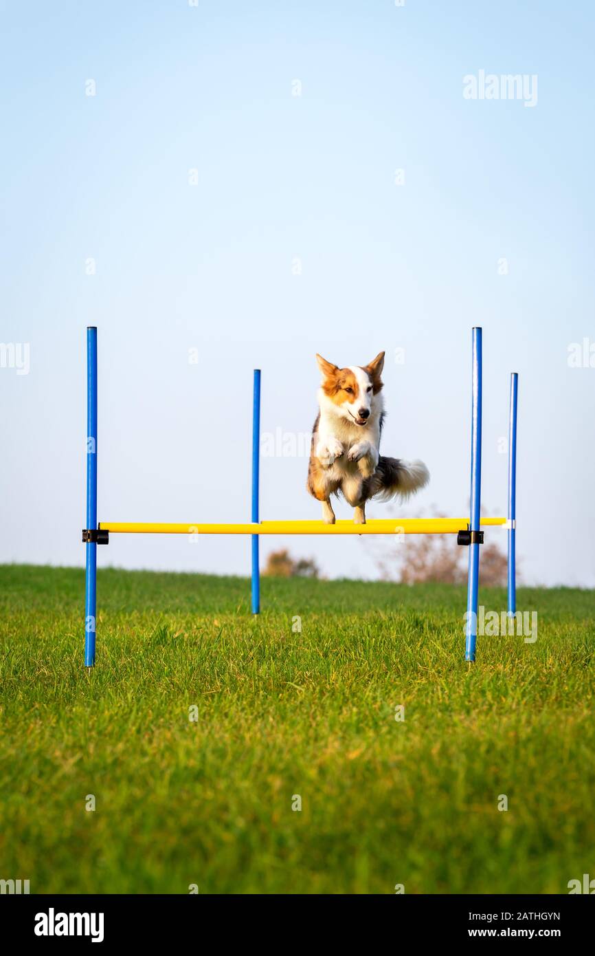 Cute dog is jumping over hurdles, agility training and dog sport in the ...