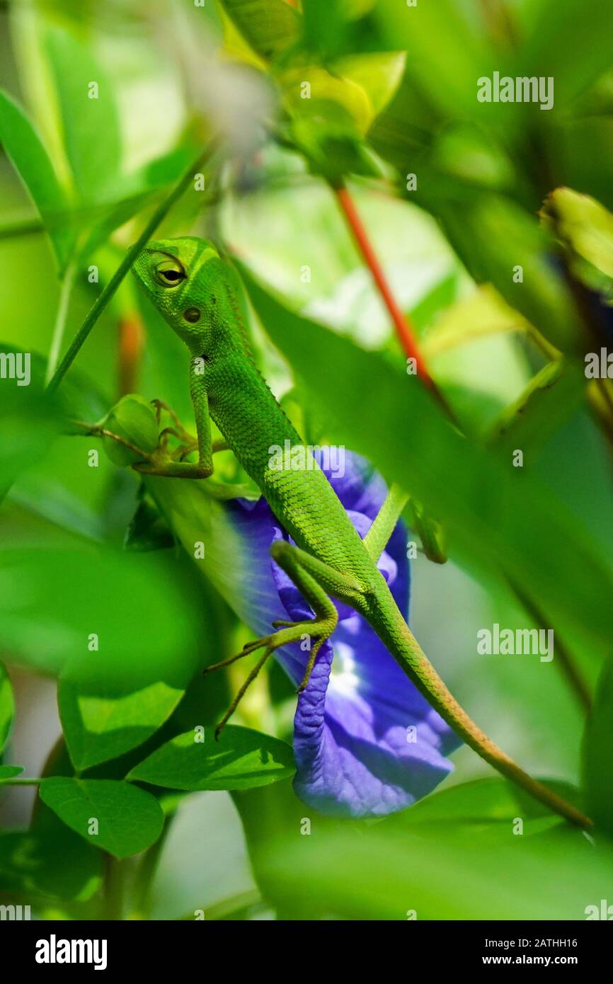 A lizard. From a series of travel photos in Kerala, South India. Photo ...