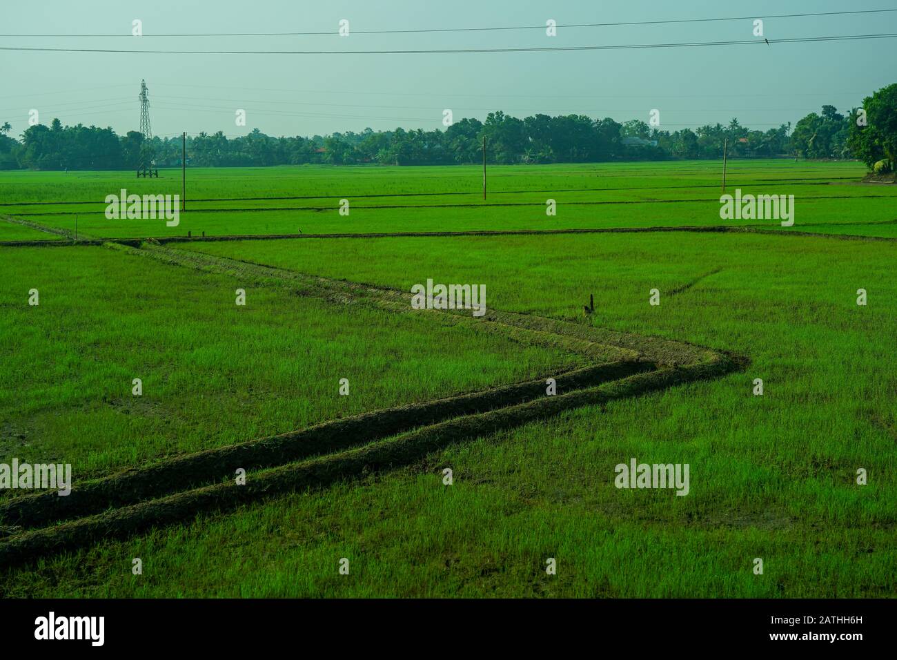 Rice fields. From a series of travel photos in Kerala, South India ...