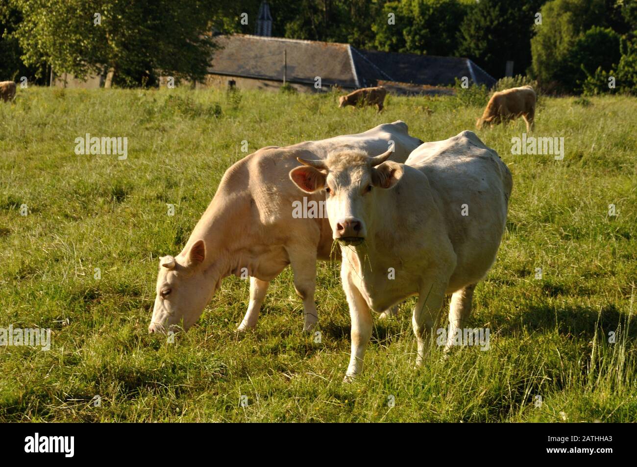 Norman Cow High Resolution Stock Photography and Images - Alamy