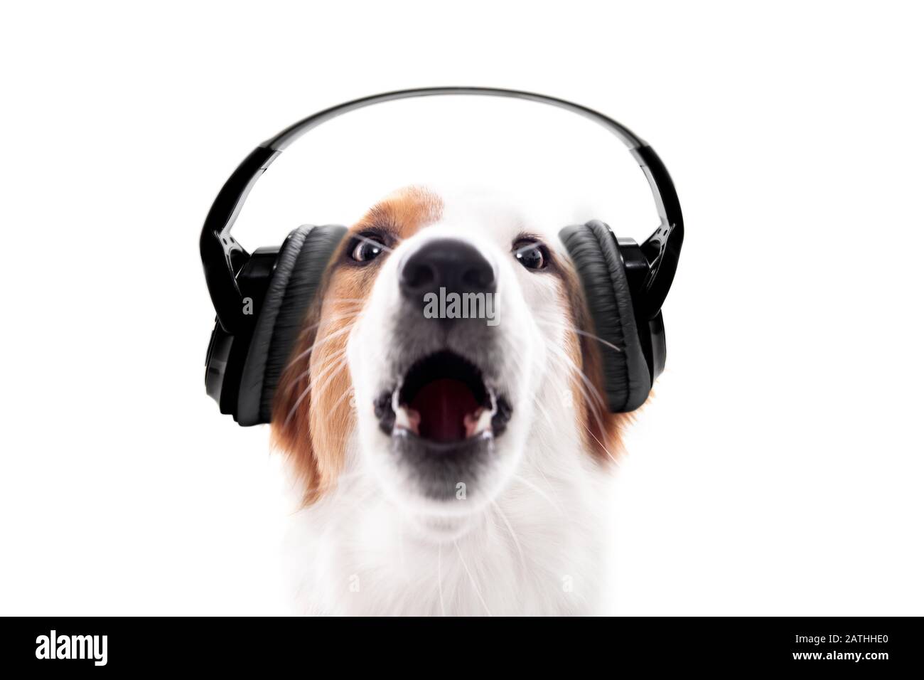 The howling dog audio hi-res stock photography and images - Alamy