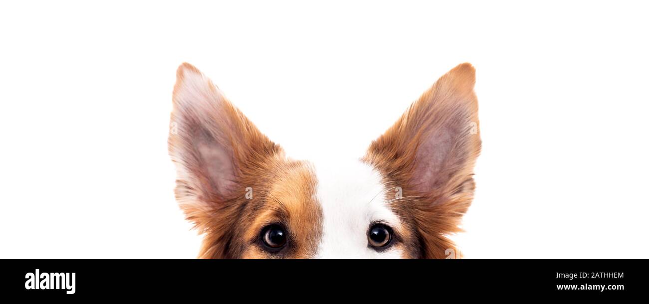 Panorama, dog is hiding, isolated in front of white, eyes and ears ...