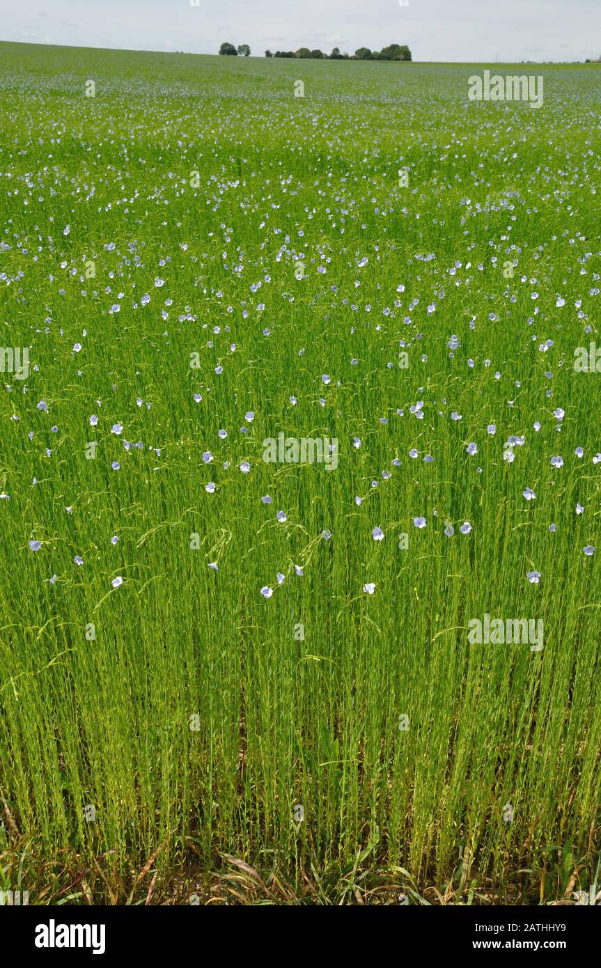 Flowering flax field Stock Photo - Alamy