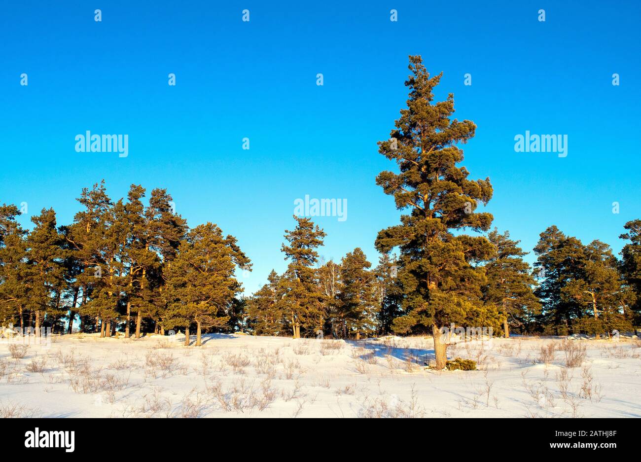Big single beautiful pine tree in the middle of a snowy field in a ...