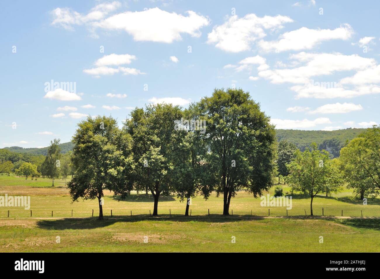 Trees in fields Stock Photo - Alamy