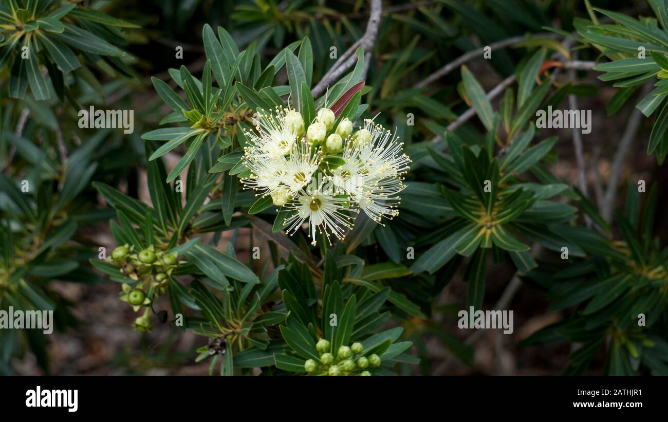 Xanthostemon verticillatus is a species of trees from the plant family ...