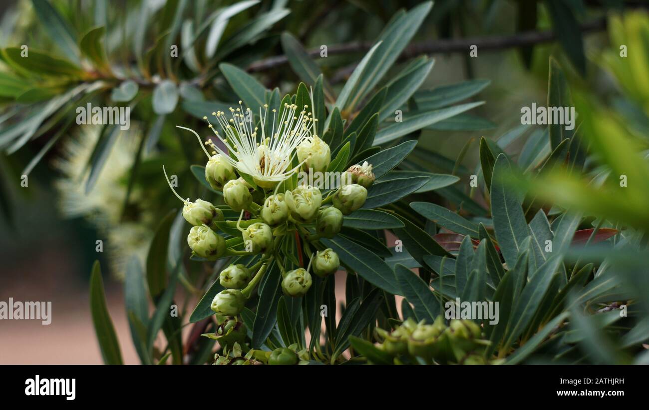 Xanthostemon verticillatus is a species of trees from the plant family ...