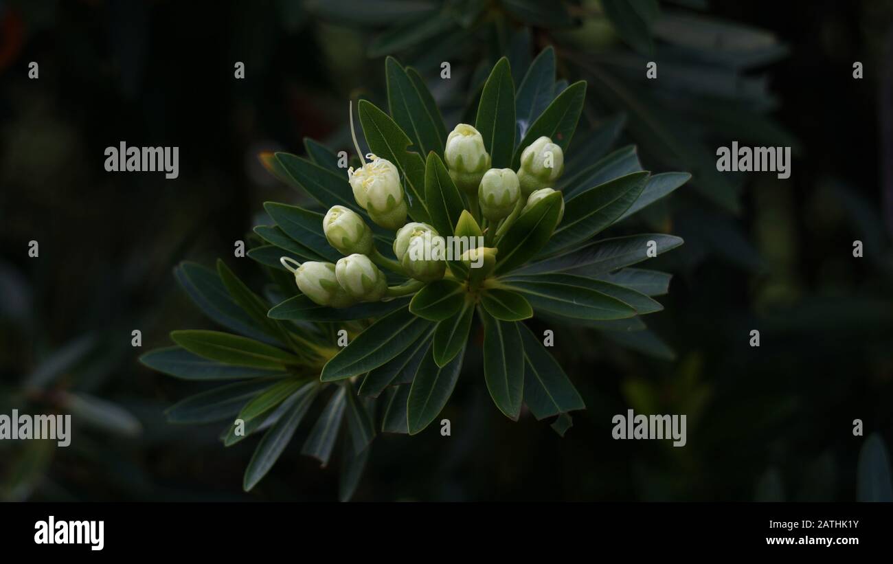 Xanthostemon verticillatus is a species of trees from the plant family ...