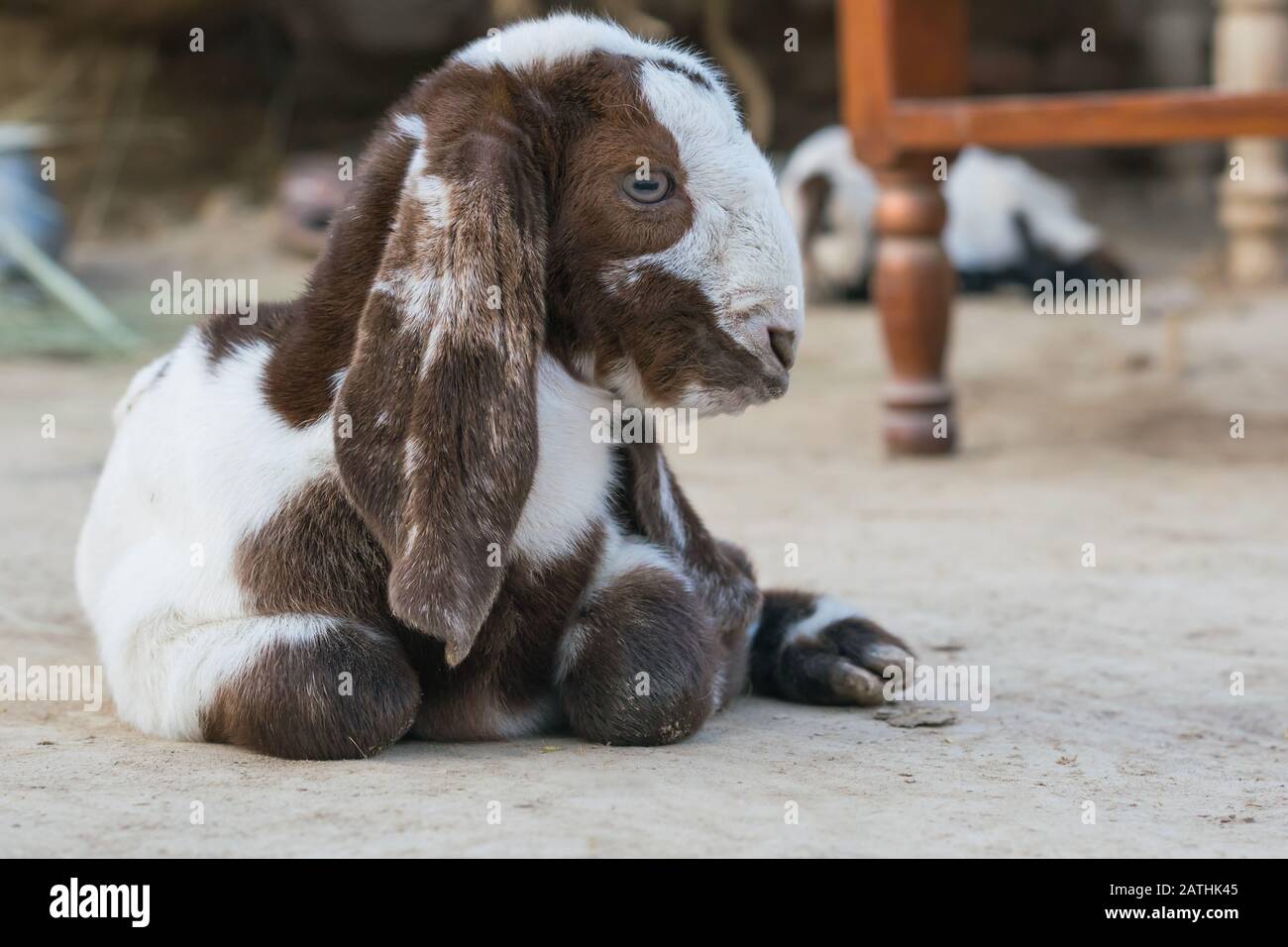 a brown and white new born baby goat sitting on earth.a portraite of a ...