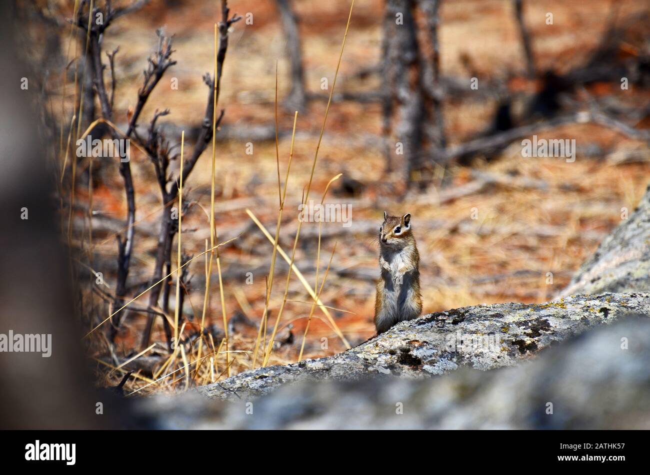 Siberian chipmunk (Eutamias sibiricus), Mongolia Stock Photo - Alamy