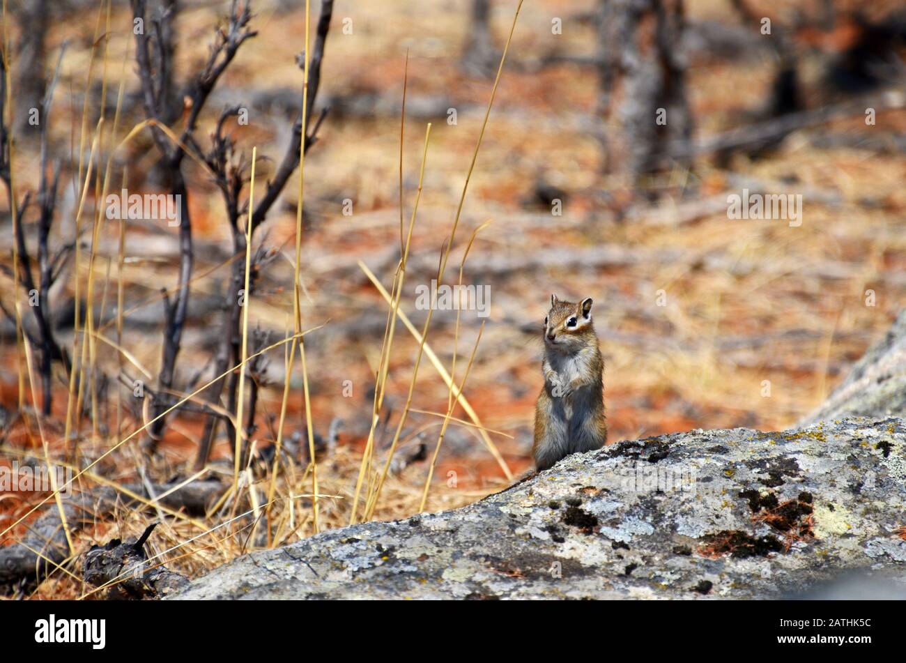 Siberian chipmunk (Eutamias sibiricus), Mongolia Stock Photo - Alamy