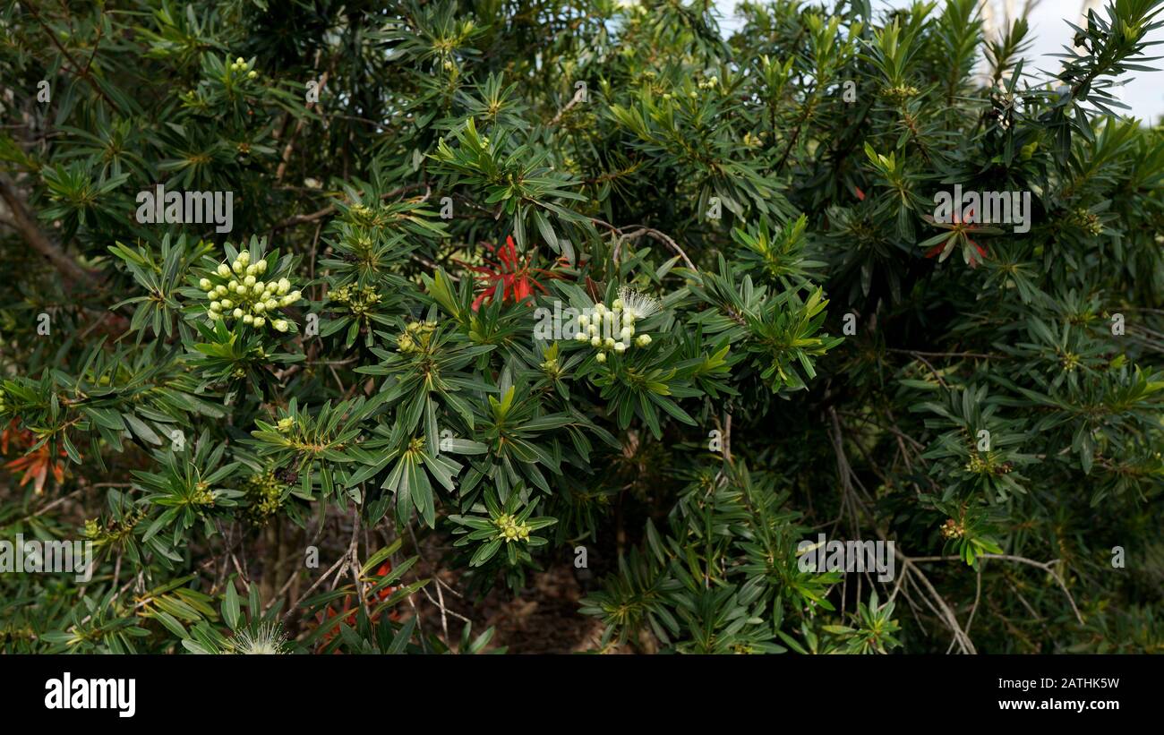 Xanthostemon verticillatus is a species of trees from the plant family ...
