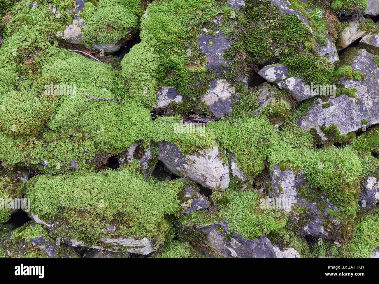 Green moss and black lichen growing on limestone block wall near ...