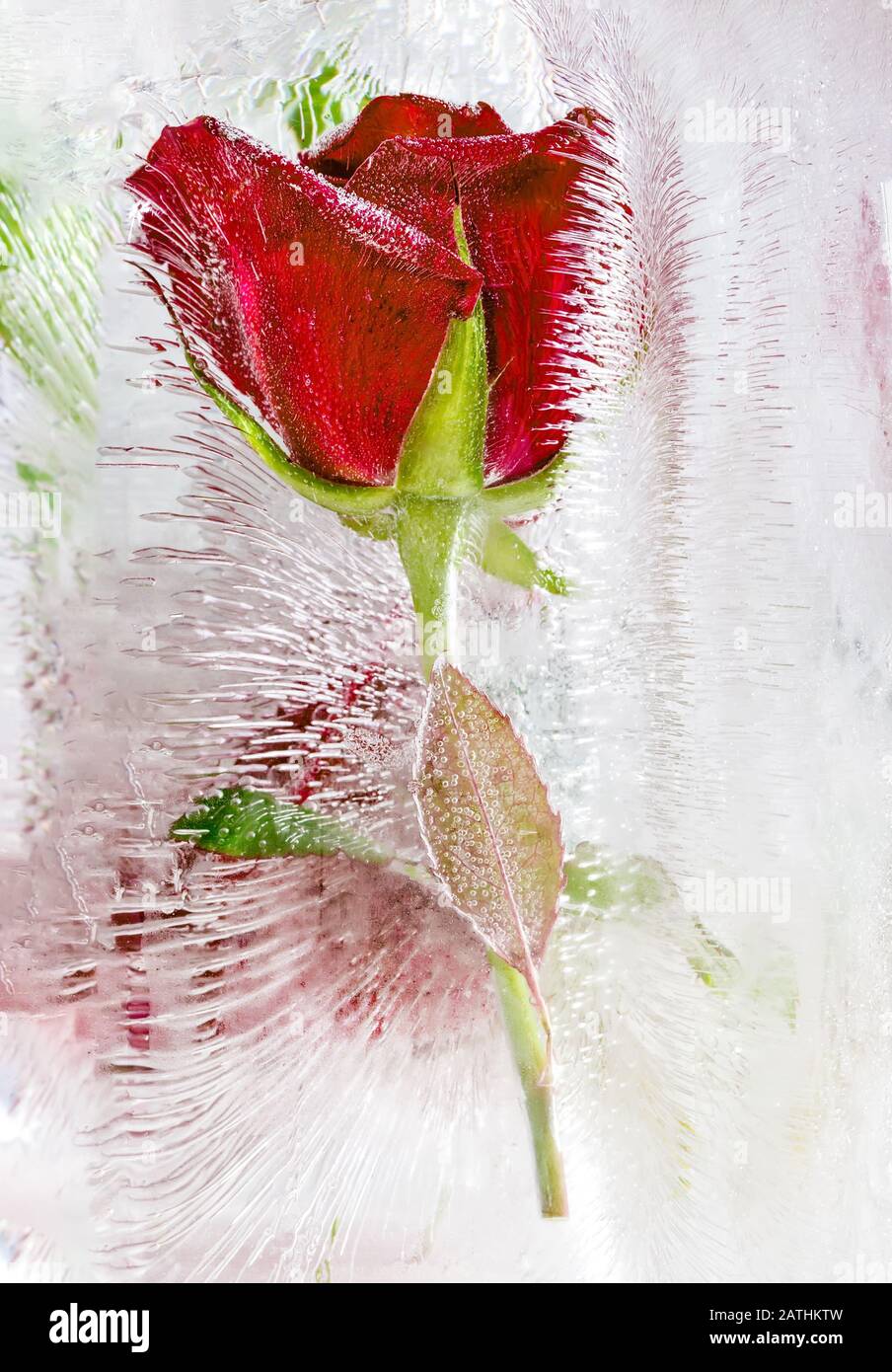 Ice sculpture with red roses Stock Photo - Alamy