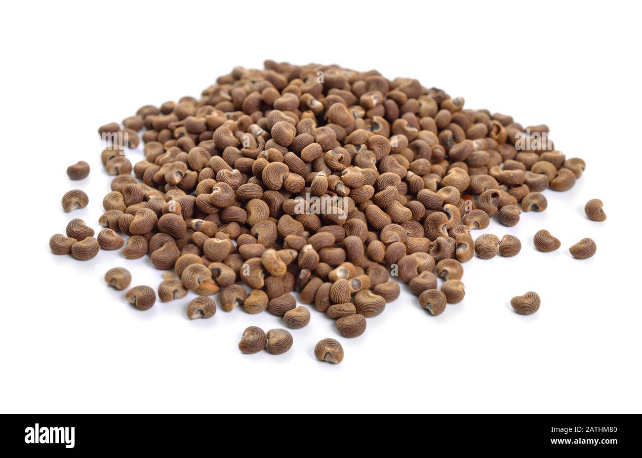 Abelmoschus moschatus Seed. Abelmosk, ambrette, annual hibiscus, Bamia ...