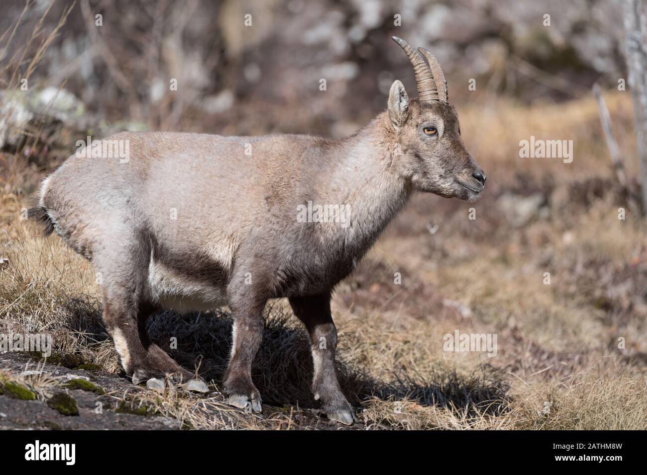 New forest encounter hi-res stock photography and images - Alamy