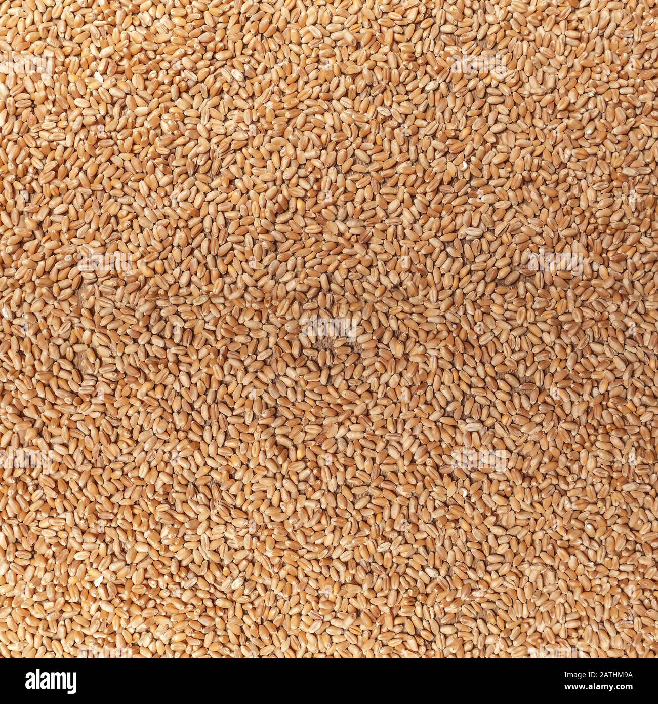 Food grains farming hi-res stock photography and images - Alamy