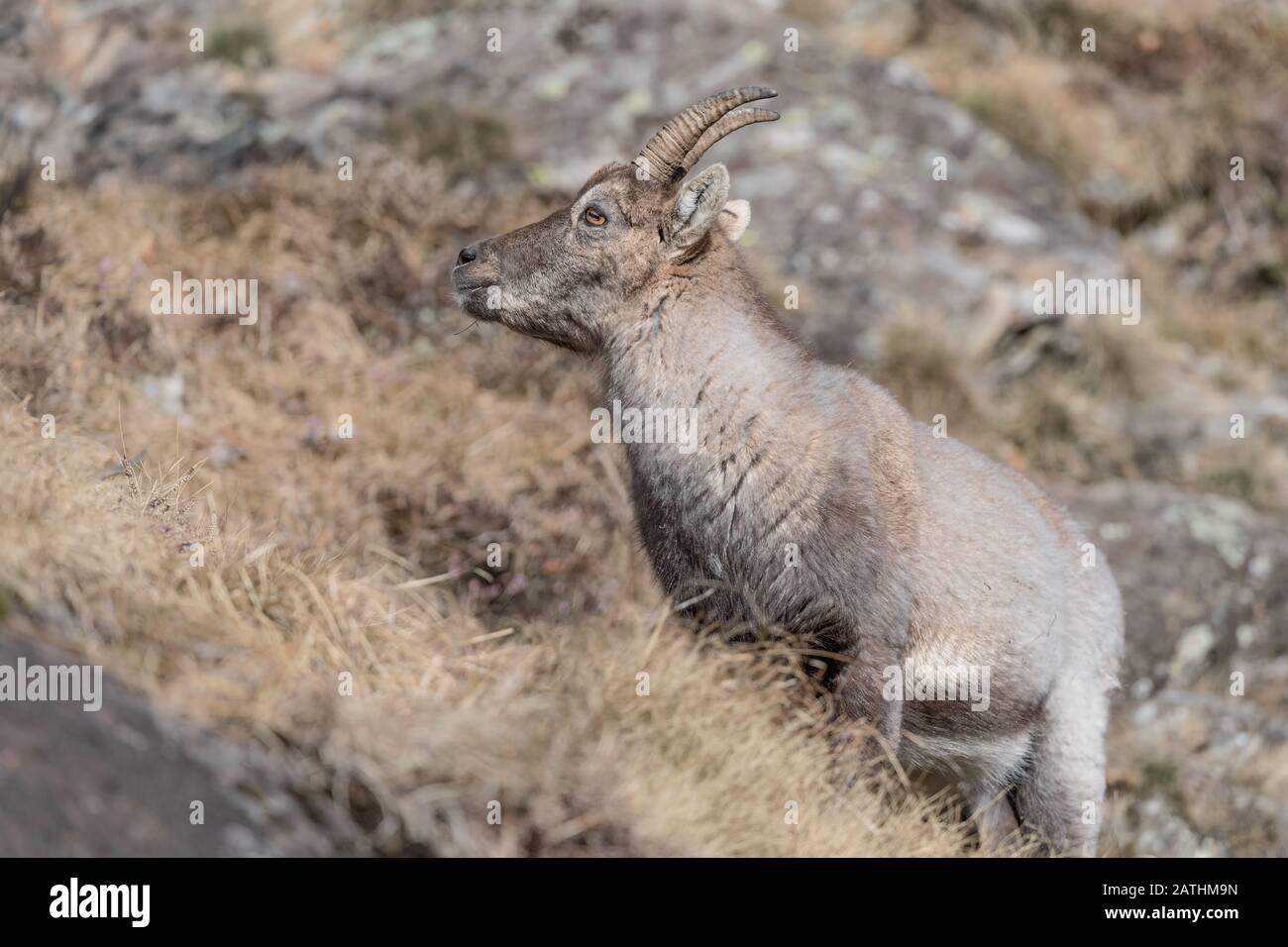 New forest encounter hi-res stock photography and images - Alamy
