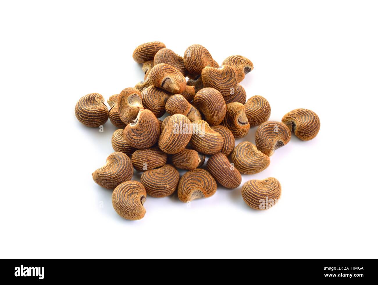 Abelmoschus moschatus Seed. Abelmosk, ambrette, annual hibiscus, Bamia ...