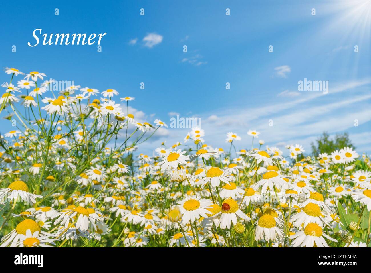 Beautiful daisy flowers on the meadow at day time Stock Photo - Alamy