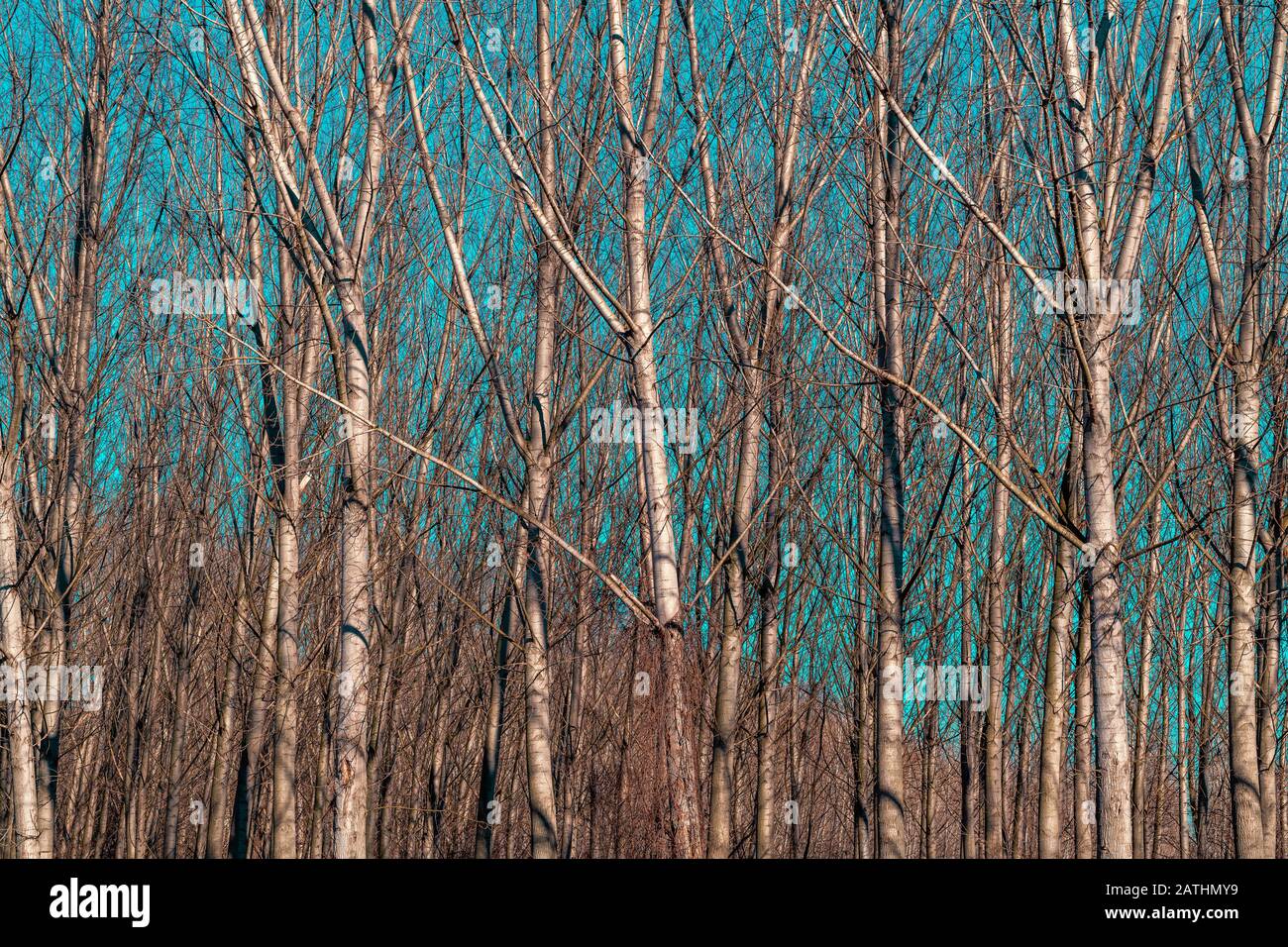 Poplar tree plantation in winter, tree nursery. Bare tree trunks and ...