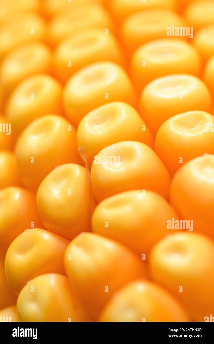 Ripe yellow kernels on corn on the cob, macrophotography extreme close ...