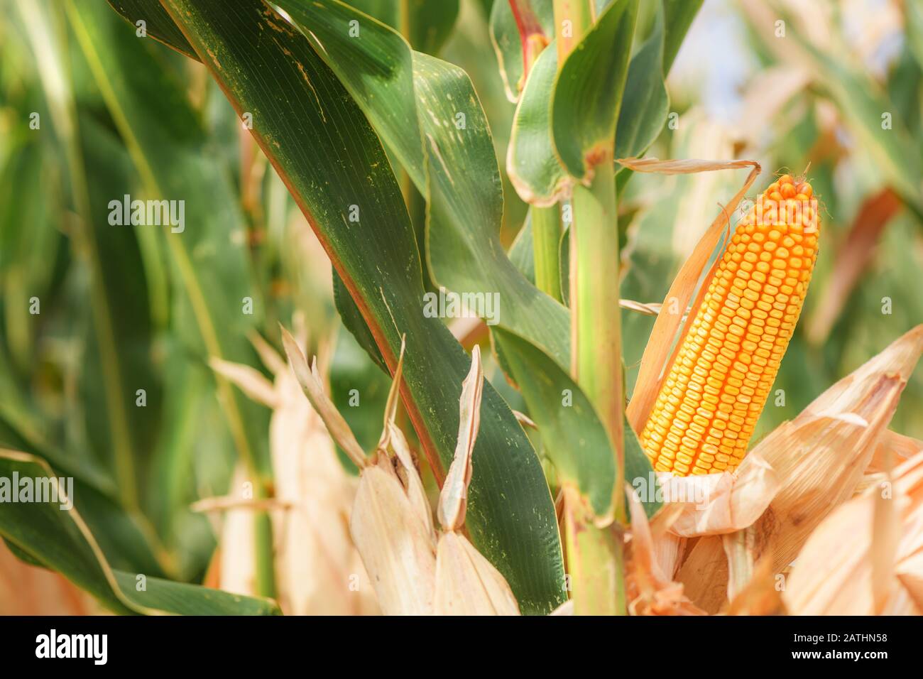 Maize plantation hi-res stock photography and images - Alamy