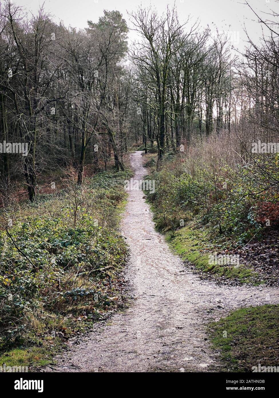 Footpaths through the forest of the Lickey Hills Country Park ...
