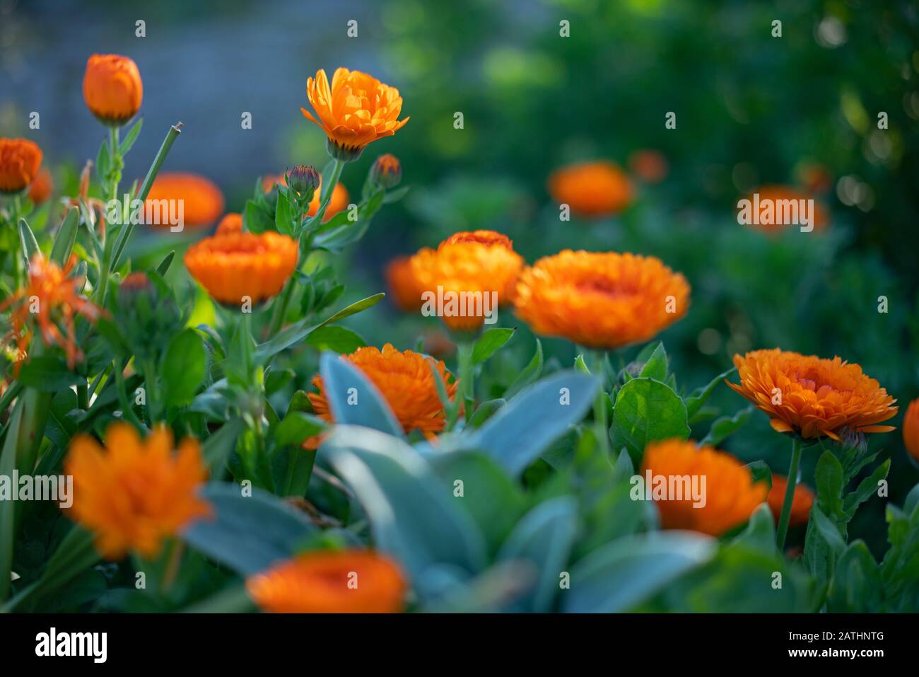 Marigold island hi-res stock photography and images - Alamy