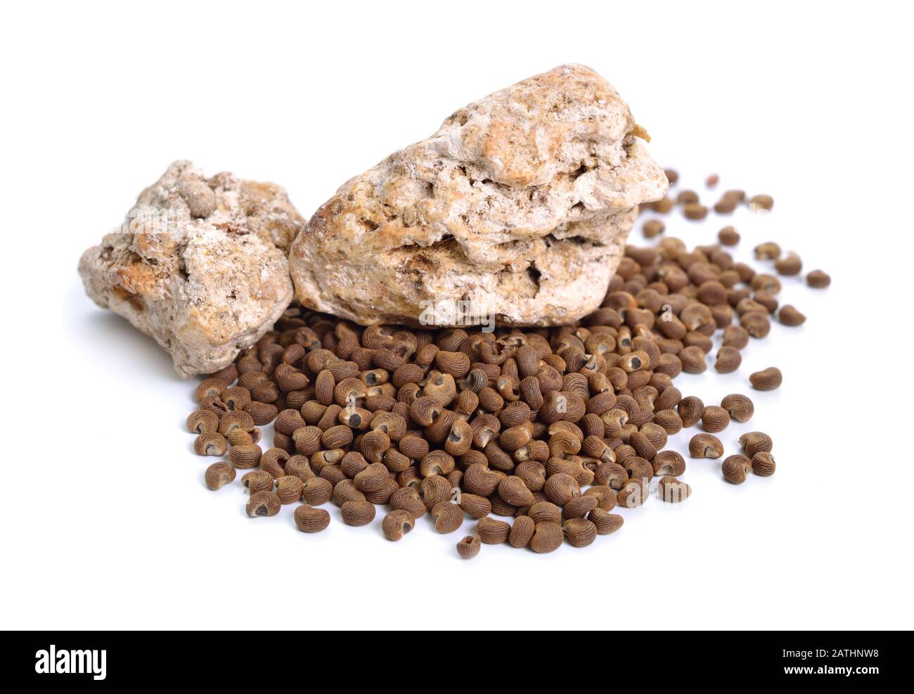 Abelmoschus moschatus or Ambrette Seed with natural Ambergris. Isolated ...