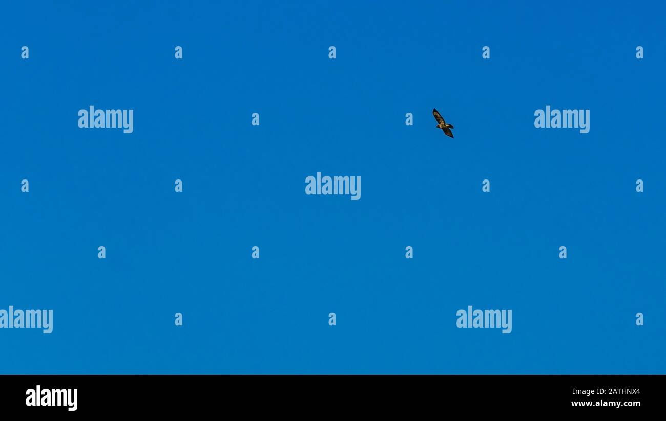 Portrait common buzzard flying hi-res stock photography and images - Alamy