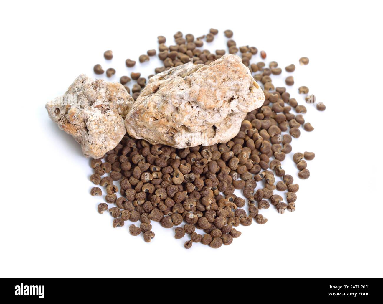 Abelmoschus moschatus or Ambrette Seed with natural Ambergris. Isolated ...