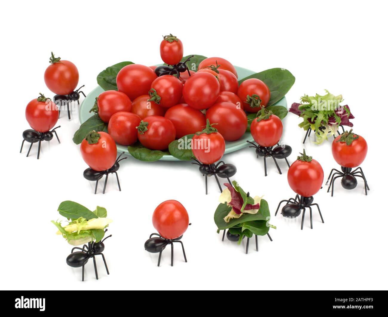Ants detail Cut Out Stock Images & Pictures - Alamy