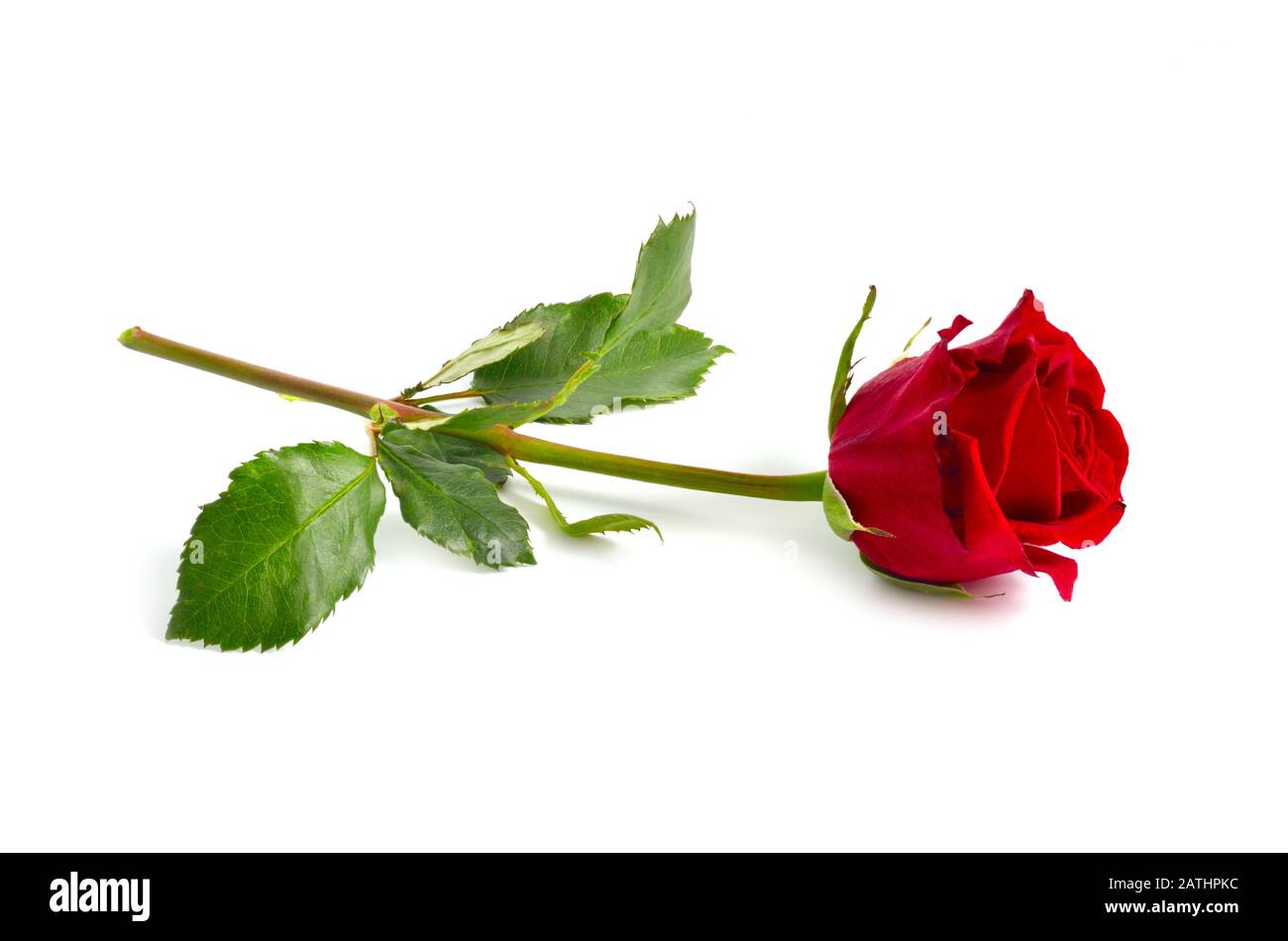 One red rose isolated on white background. Full dept of field Stock ...