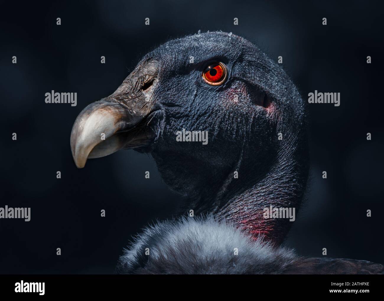 Condor head hi-res stock photography and images - Alamy