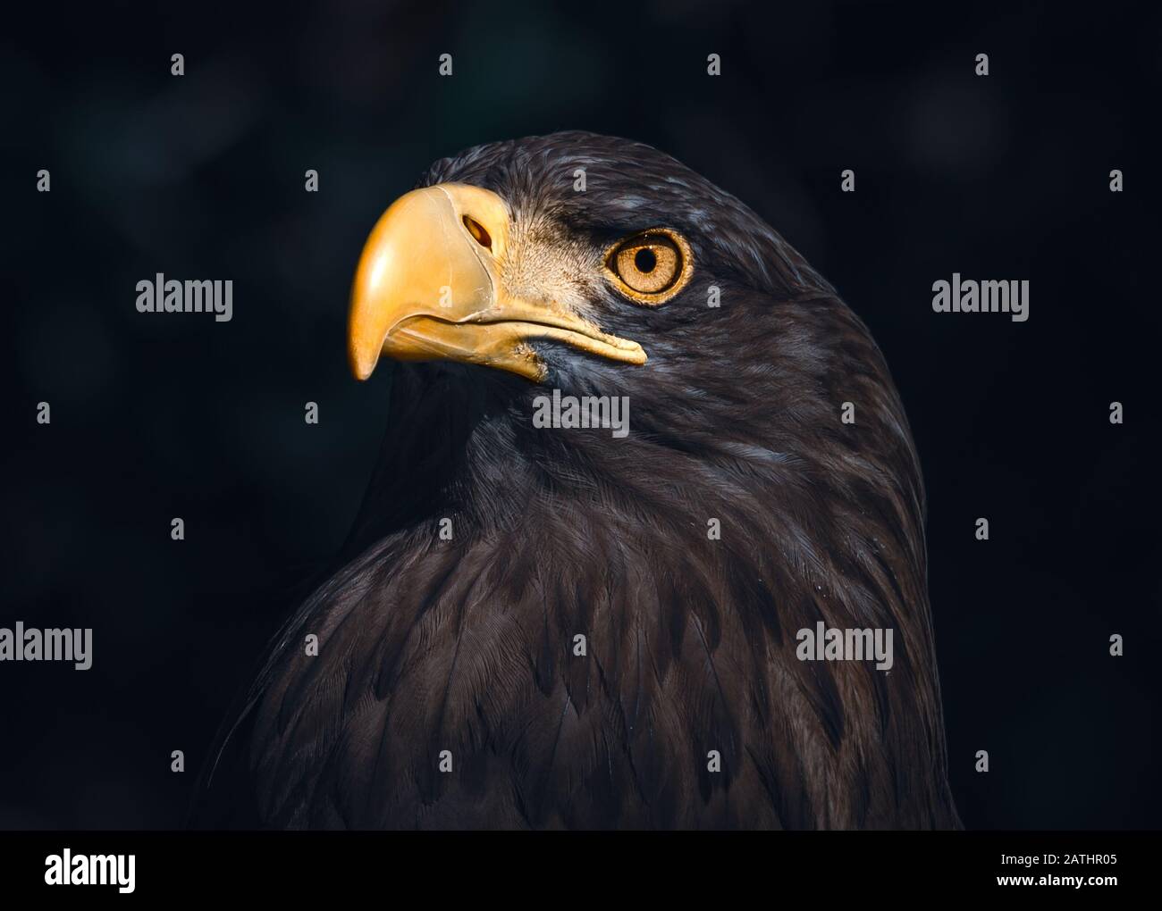 Atmospheric potrait of a Sea Eagle Stock Photo - Alamy
