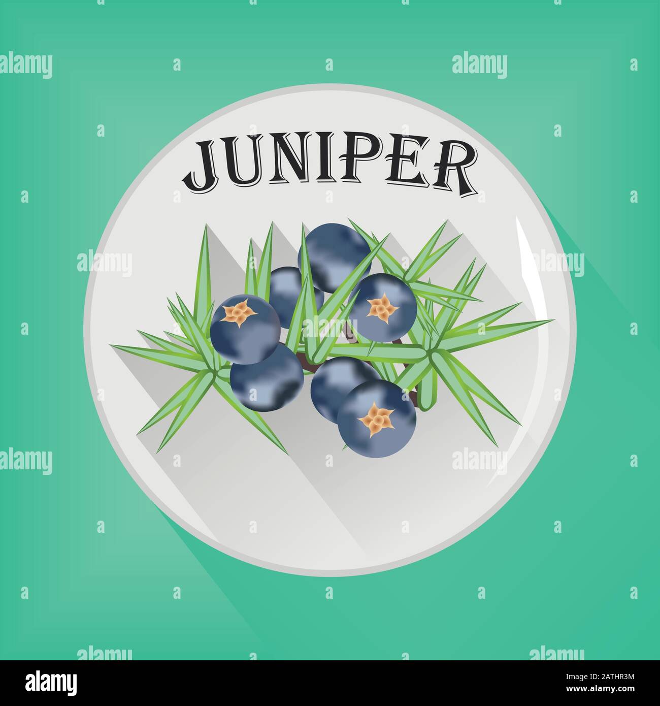 Juniper or creeping Stock Vector Images - Alamy