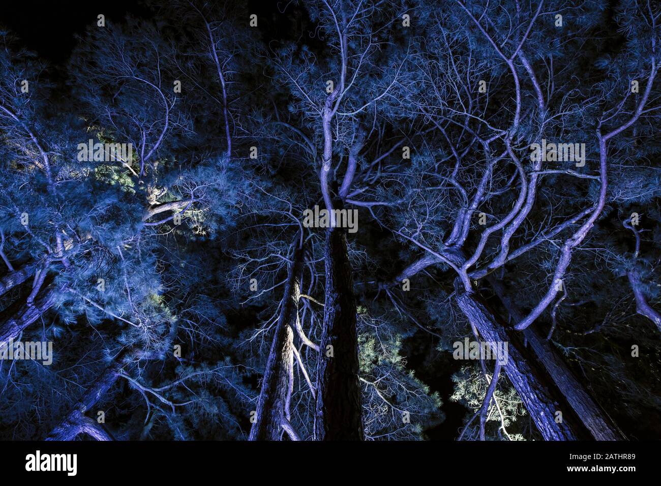 Fur trees lit-up at night Stock Photo - Alamy