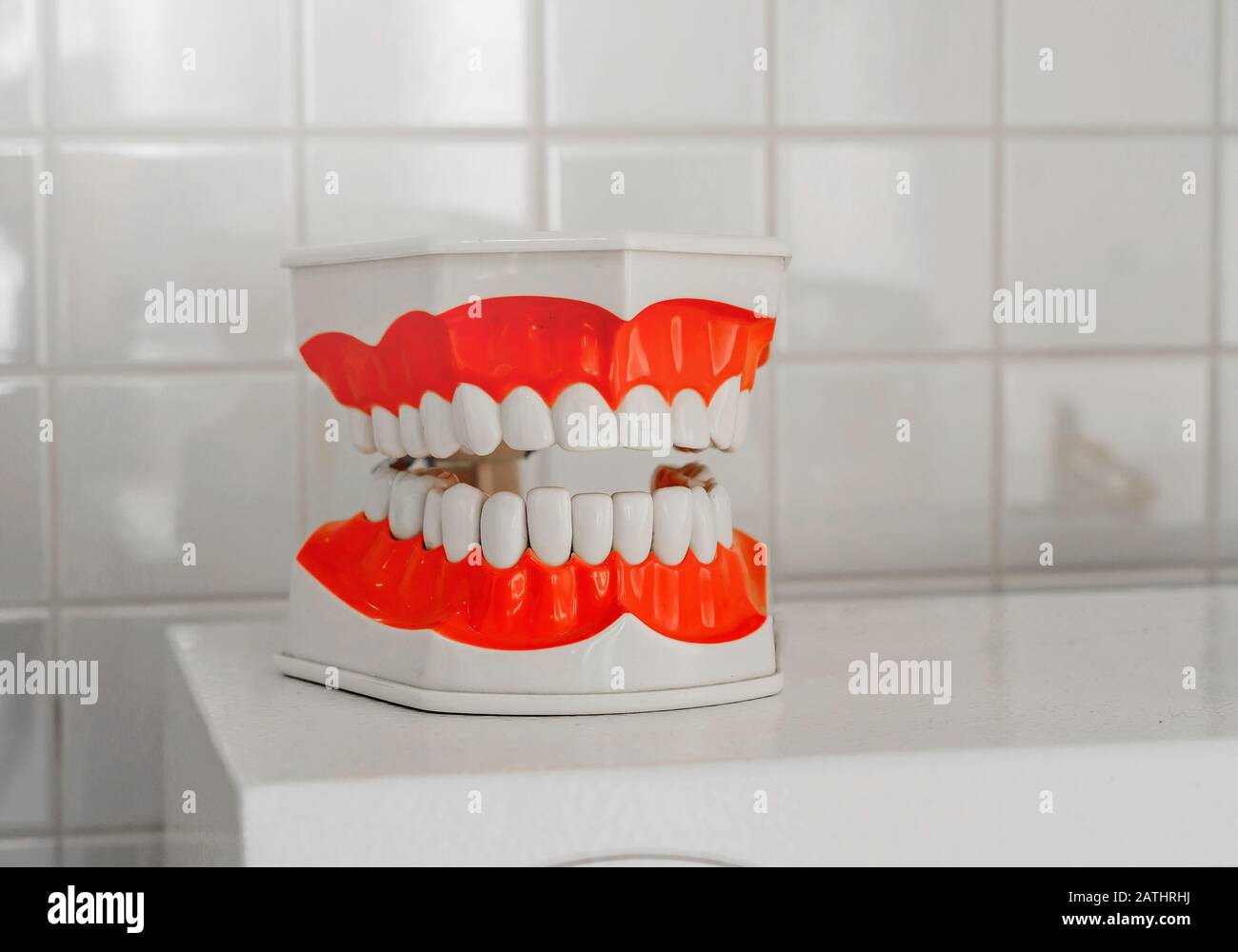 Plastic model of the human jaw with teeth Stock Photo - Alamy
