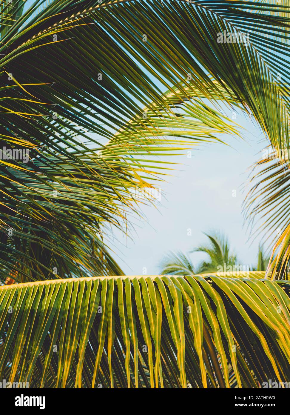 Natural palm hi-res stock photography and images - Alamy