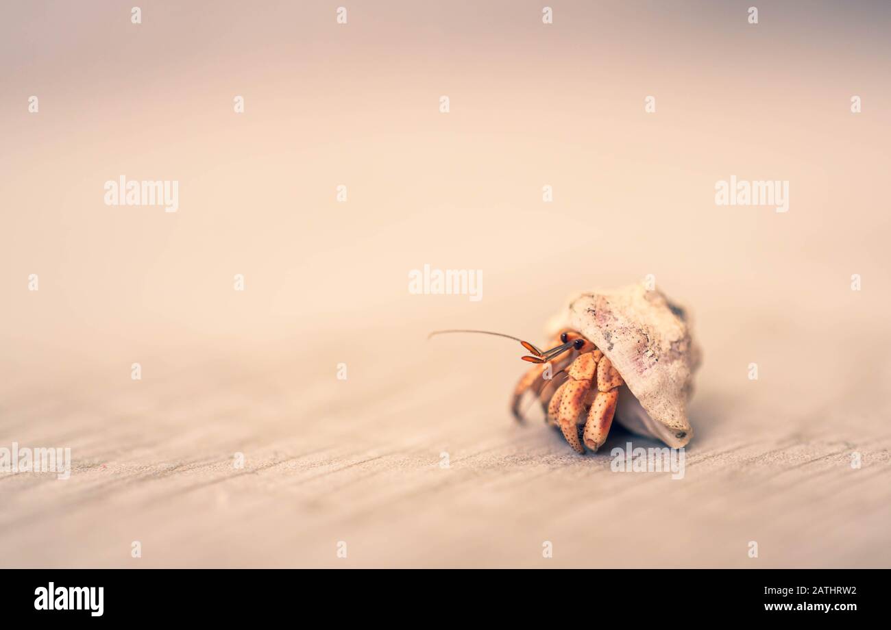 Crab shell texture hi-res stock photography and images - Alamy