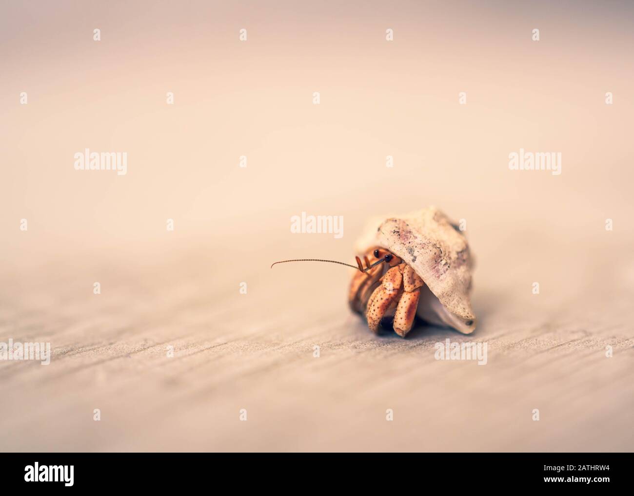 Hermit Crab Out Of Shell
