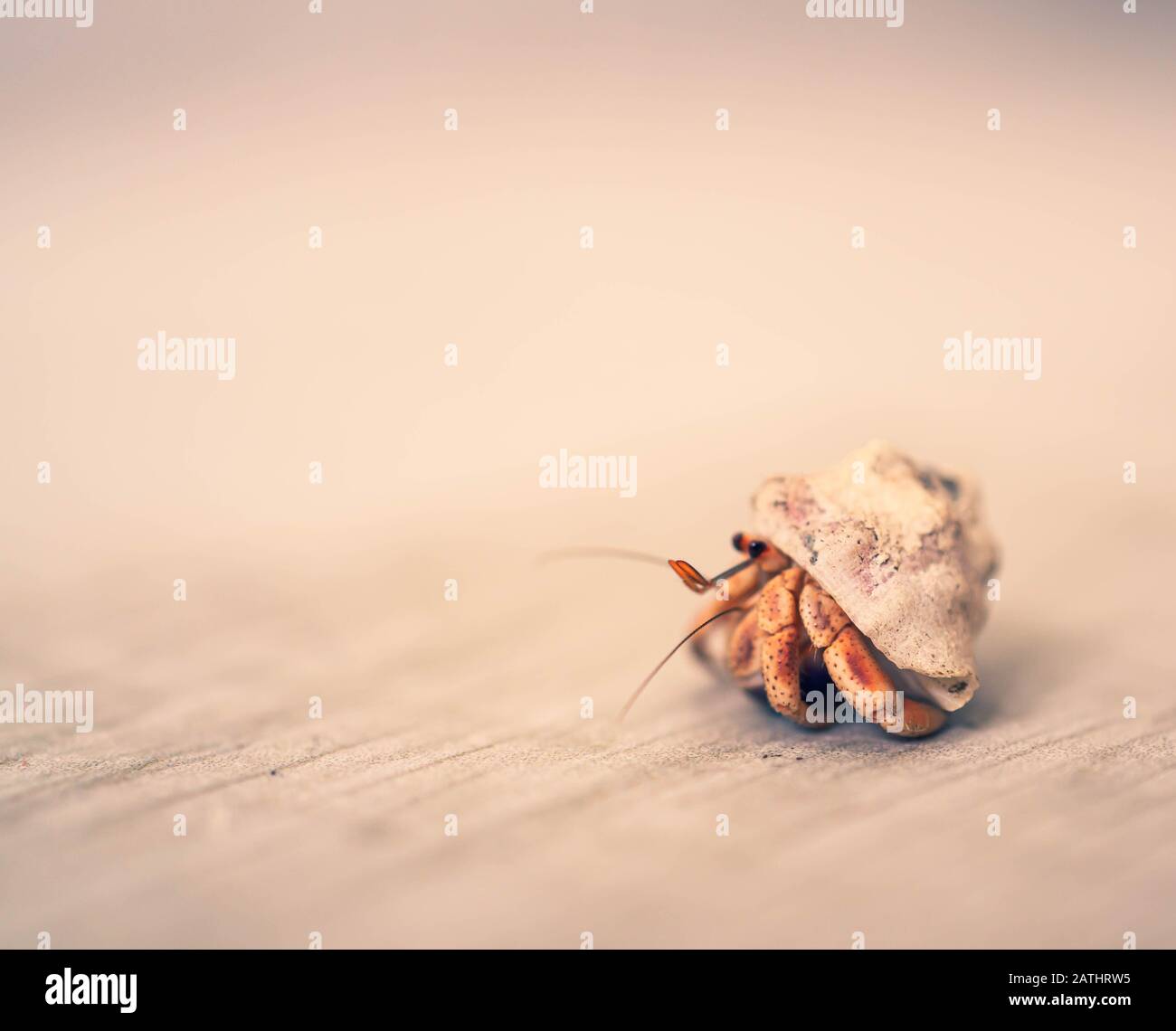 Crab shell texture hi-res stock photography and images - Alamy