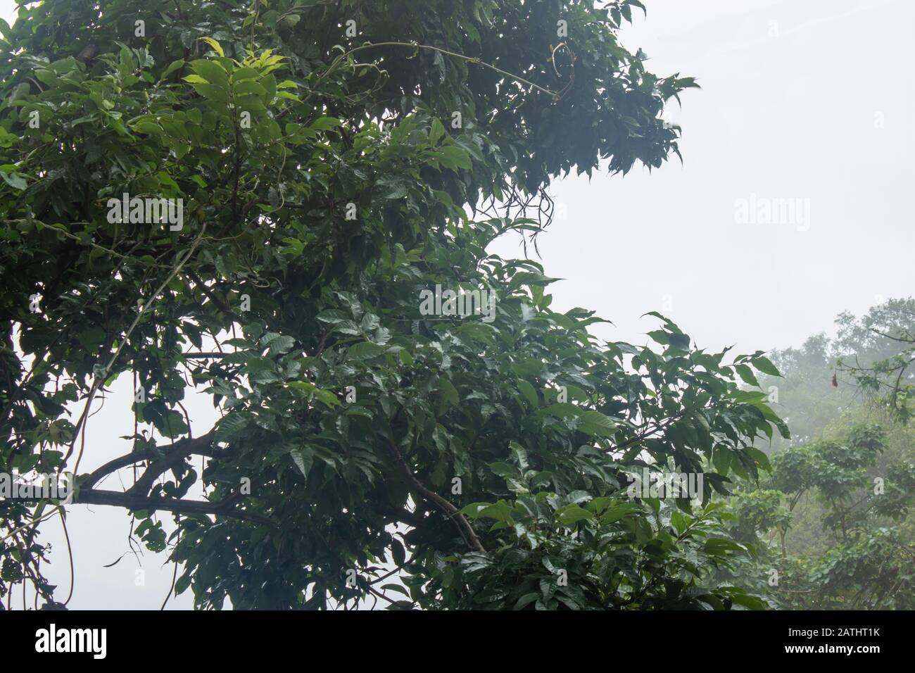 Rain, mist and drizzle covering the hilly landscape in Yercaud, Tamil ...