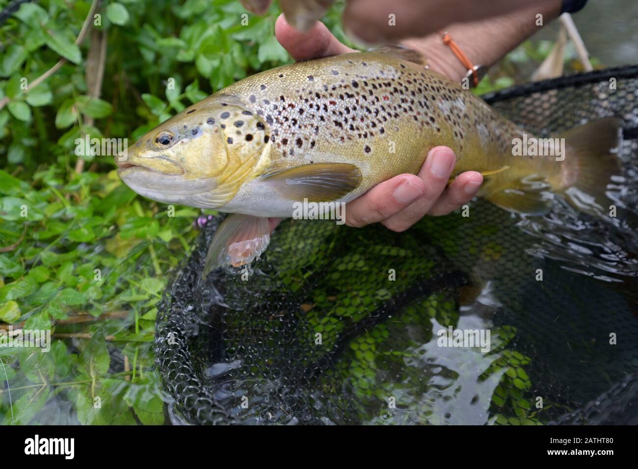 taking a big brown trout in the fly Stock Photo - Alamy