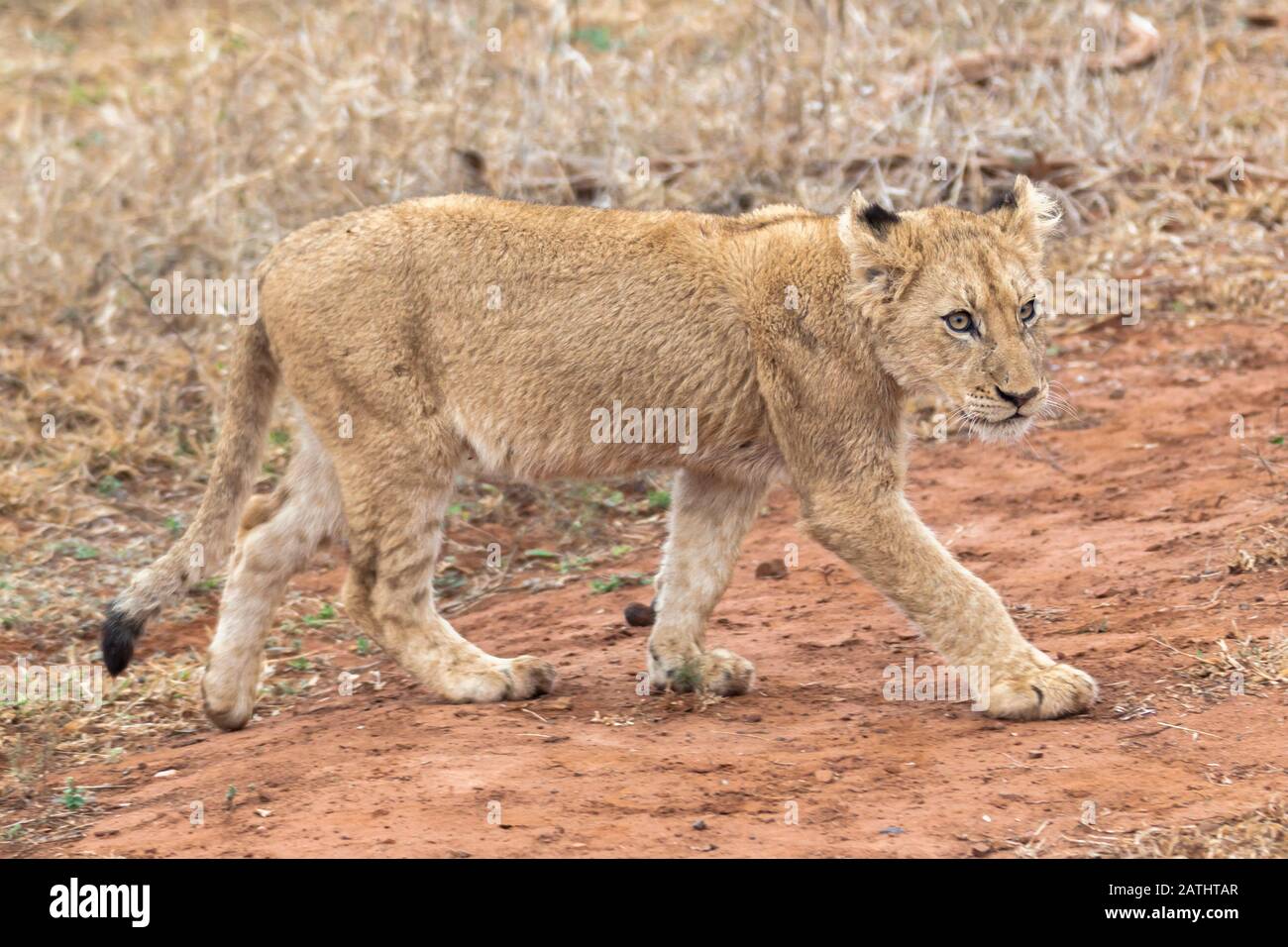 Krugernationalpark hi-res stock photography and images - Alamy