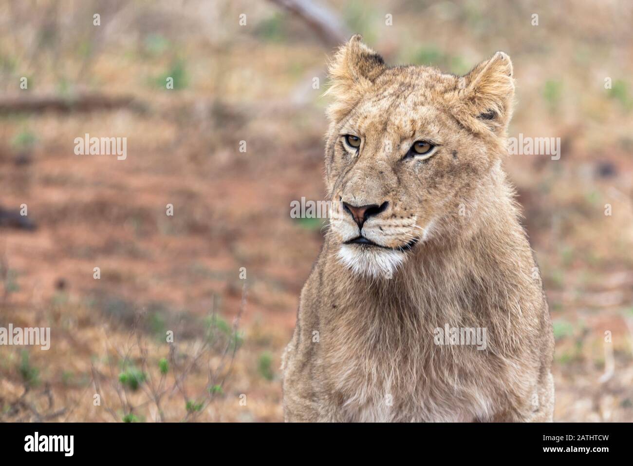 Krugernationalpark hi-res stock photography and images - Alamy