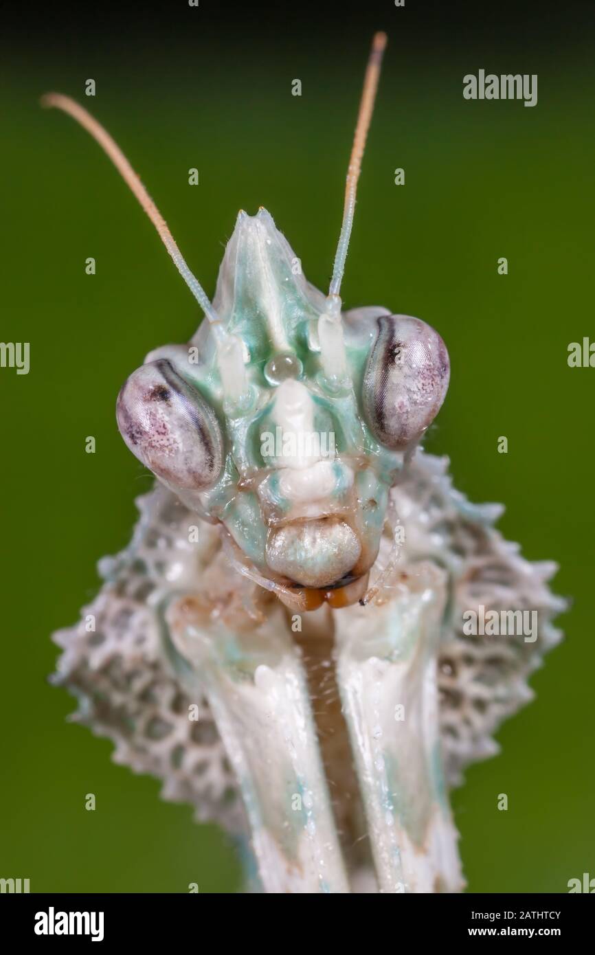 Devil's Flower Mantid (Blepharopsis mendica) aka Egyptian Flower Mantis ...