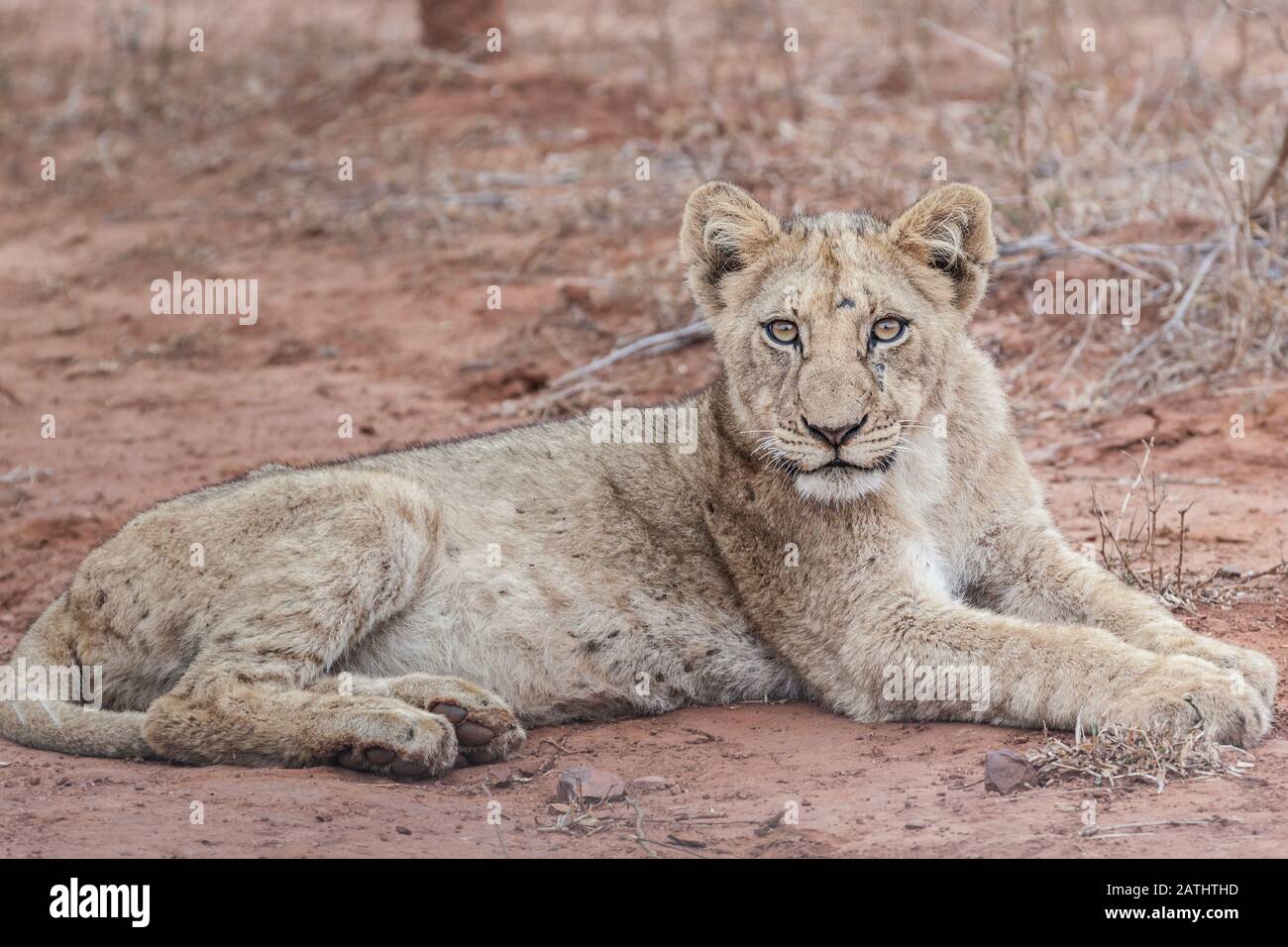 Krugernationalpark hi-res stock photography and images - Alamy