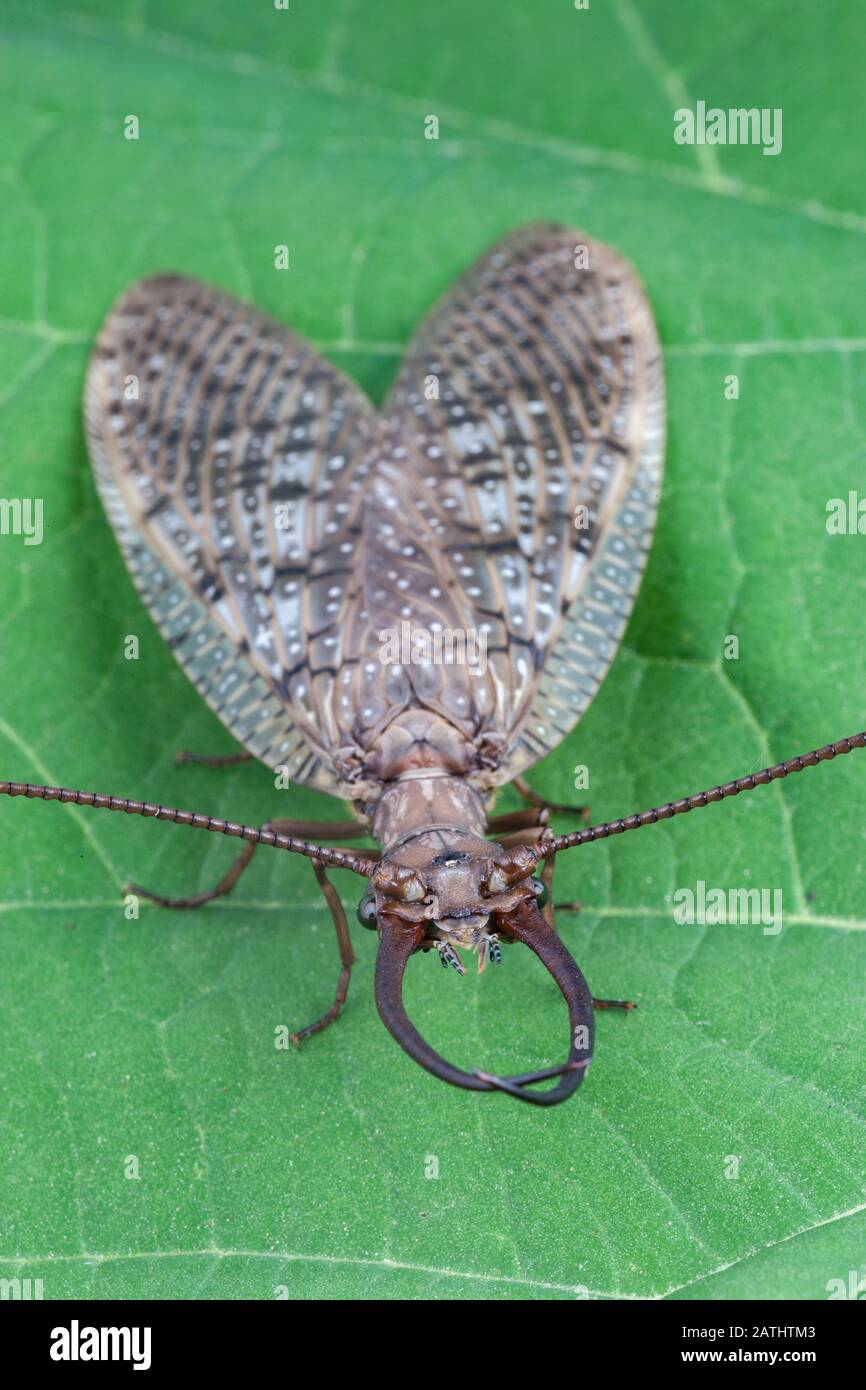 Eastern Dobsonfly (Corydalus cornutus) Male on Southern Catalpa tree ...
